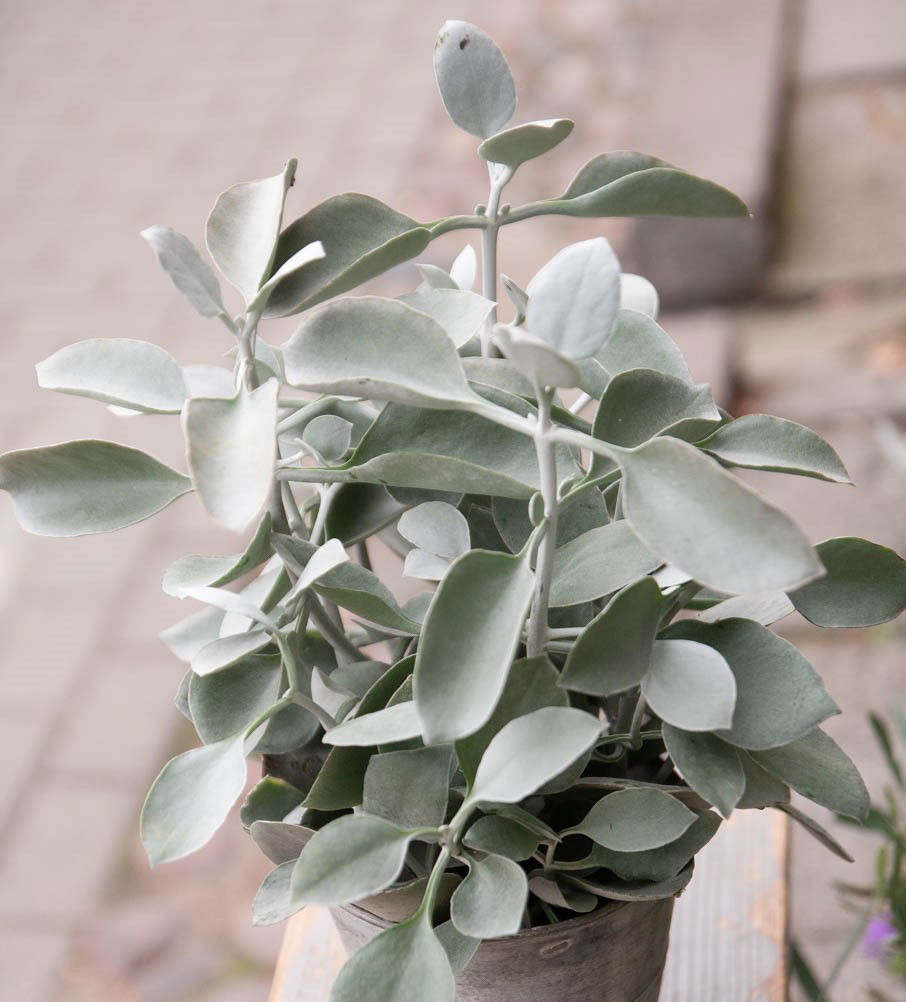 Vazoninis augalas kalankė, Ø 7, 15 cm, lot. KALANCHOE - ermitazas.lt