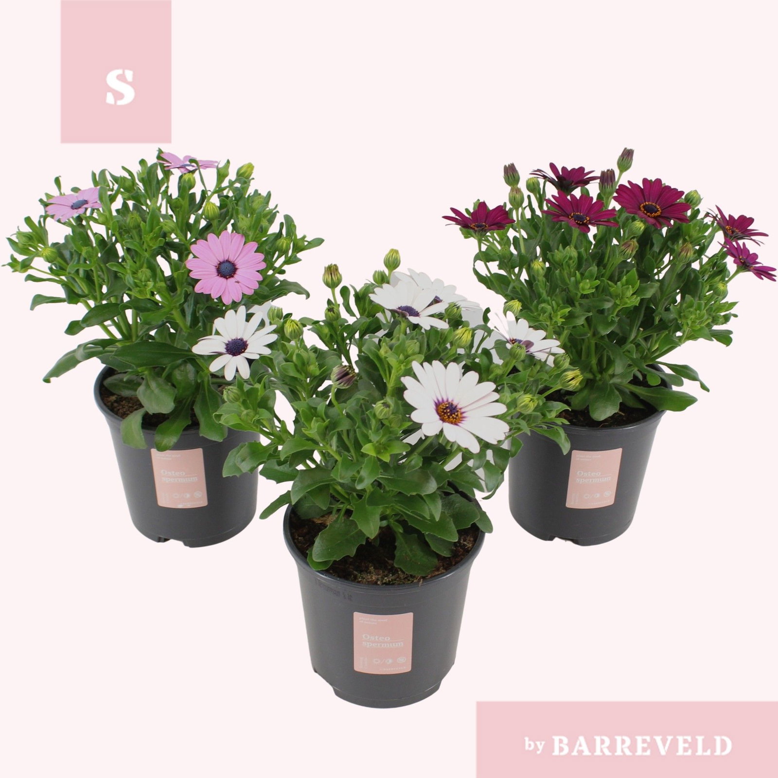 Lauko augalas Kaulasėklis, Ø 14, 30 cm, lot. Osteospermum - ermitazas.lt