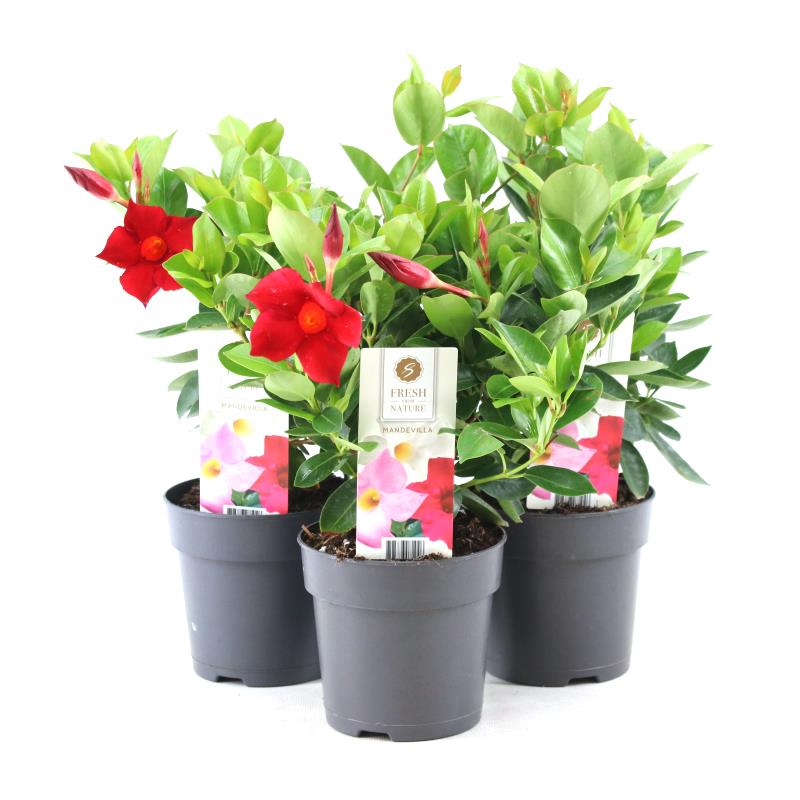 Vazoninė gėlė Sundavilė, lot. Mandevilla - ermitazas.lt