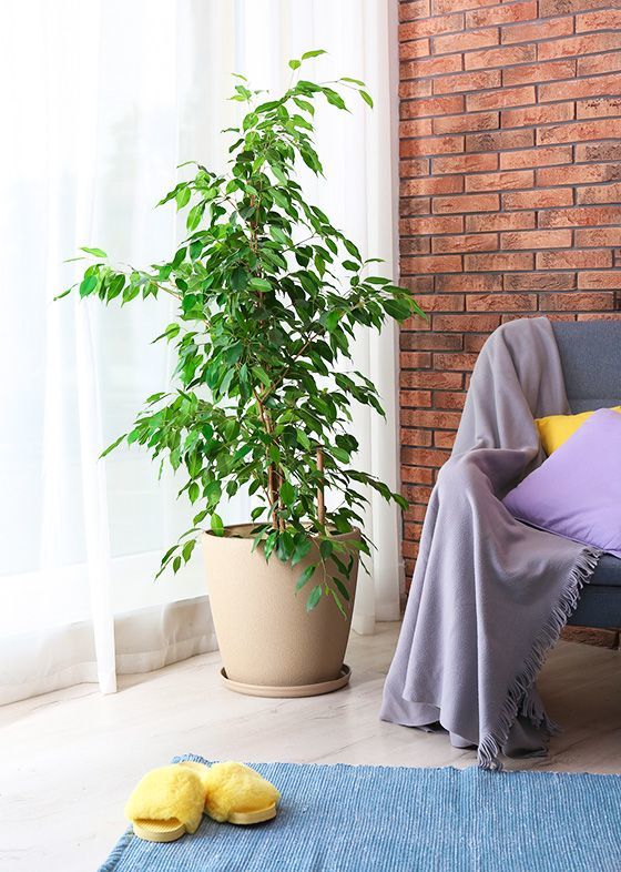 Vazoninis augalas fikusas, Ø 45, 230 cm, lot. FICUS BUSSEI FLORIS STEM ...