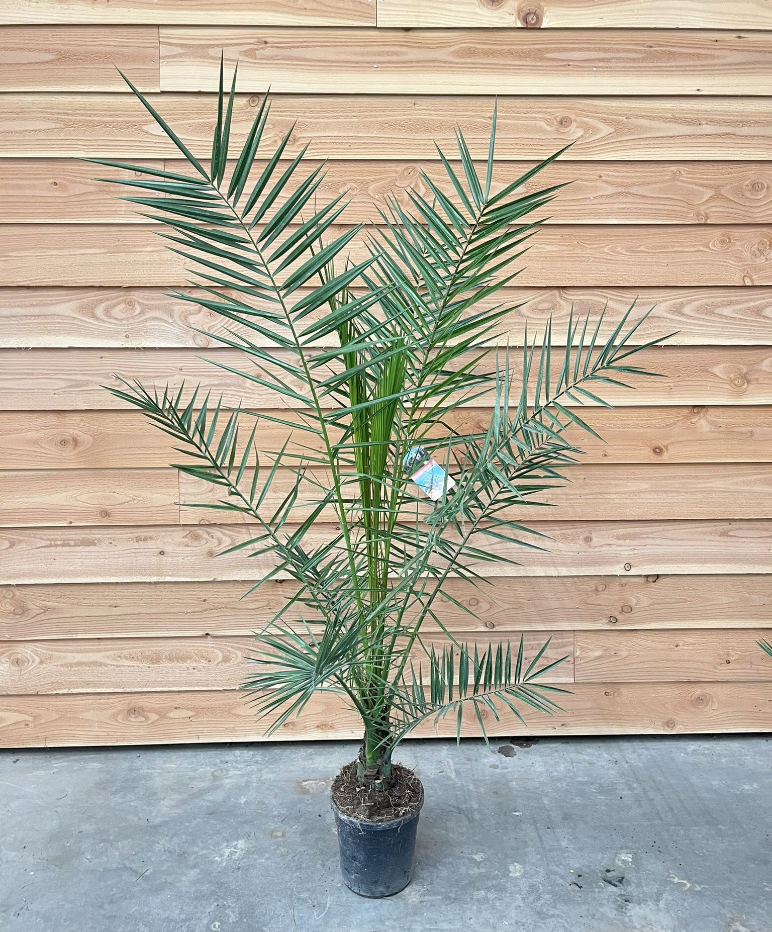 Vazoninis augalas finikas, Ø 24, 140 cm, lot. Phoenix canariensis ...