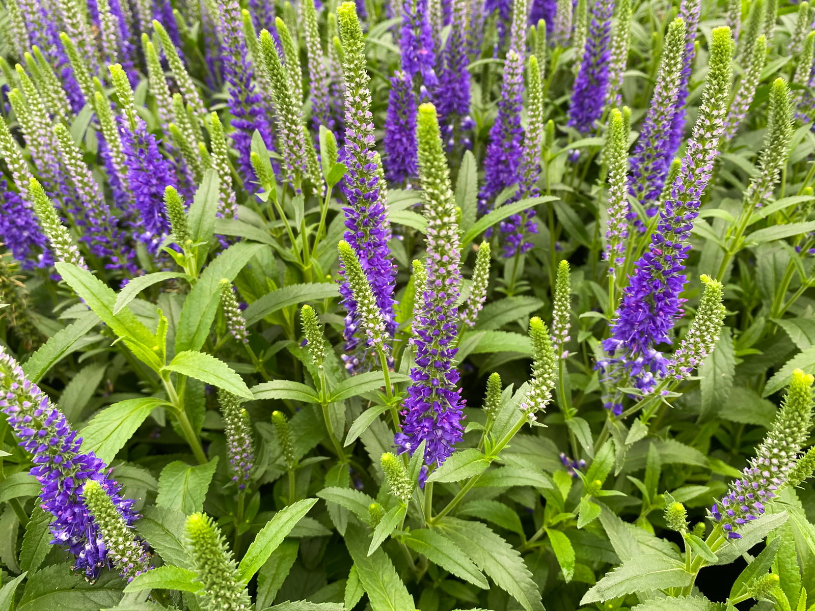 Lauko augalas veronika, daugiametis, Ø 11, 25 cm, lot. Veronica spicata ...