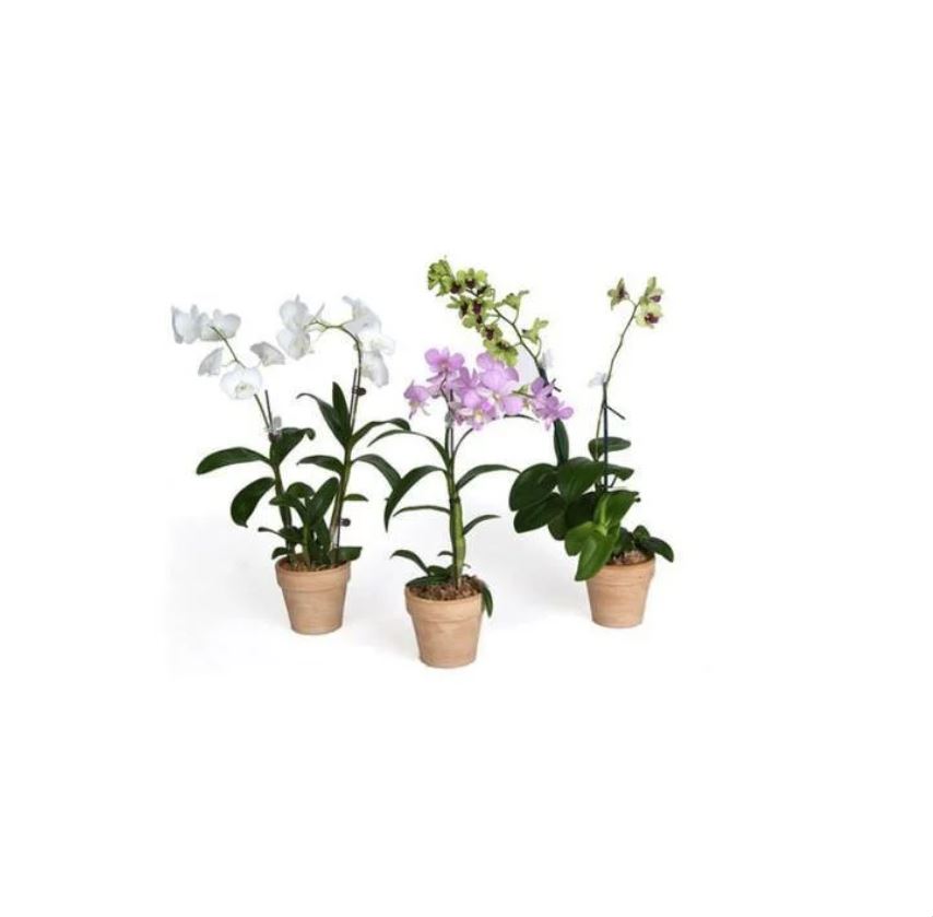 Vazoninis augalas dendrobis, Ø 12, 50 cm, lot. DENDROBIUM - ermitazas.lt