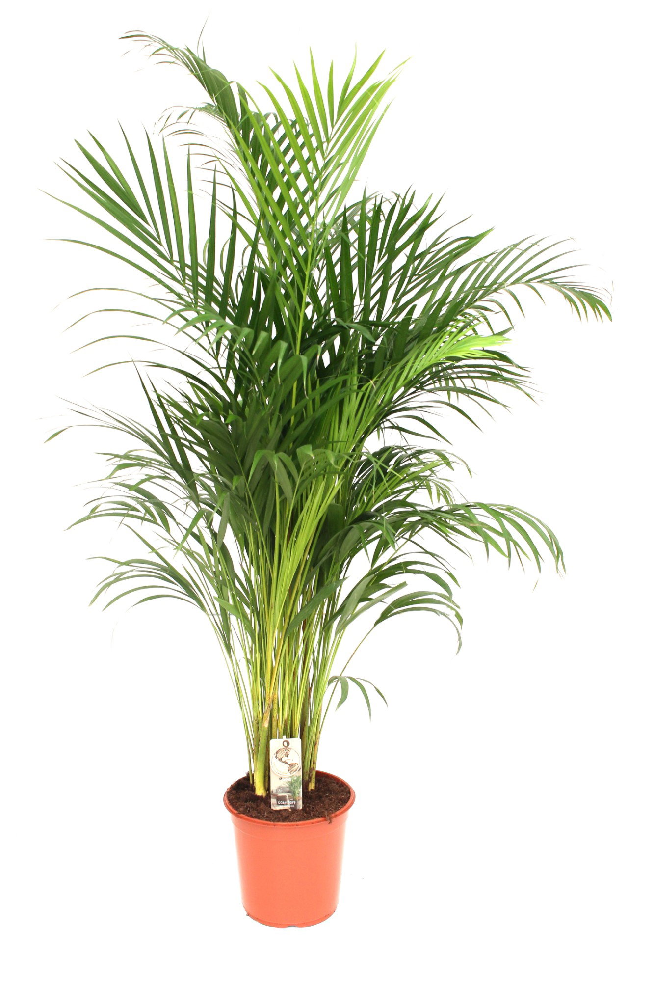 Vazoninis augalas dipsis, Ø 27, 165 cm, lot. ARECA - ermitazas.lt