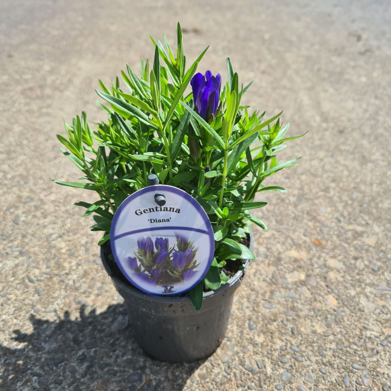 Lauko augalas gencijonas, daugiametis, Ø 10,5, 20 cm, lot. Gentiana ...