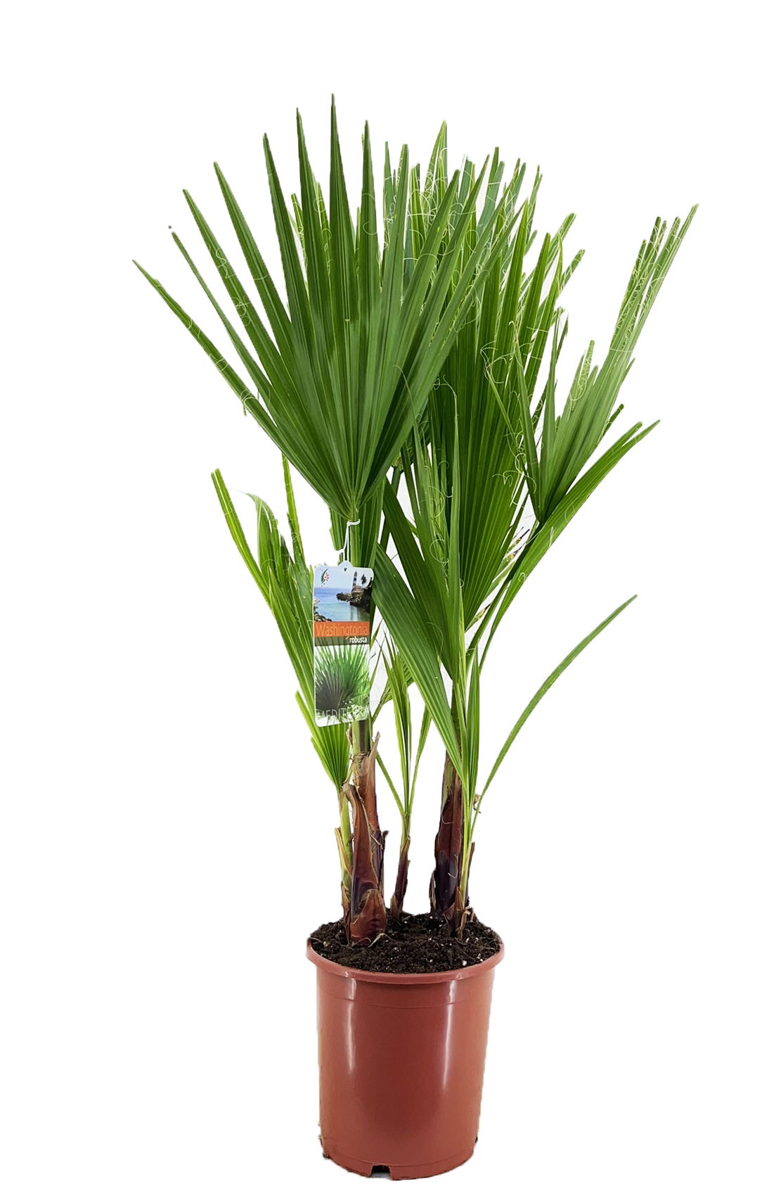 Vazoninis augalas vašingtonija, Ø 21, 100 cm, lot. WASHINGTONIA ROBUSTA - ermitazas.lt