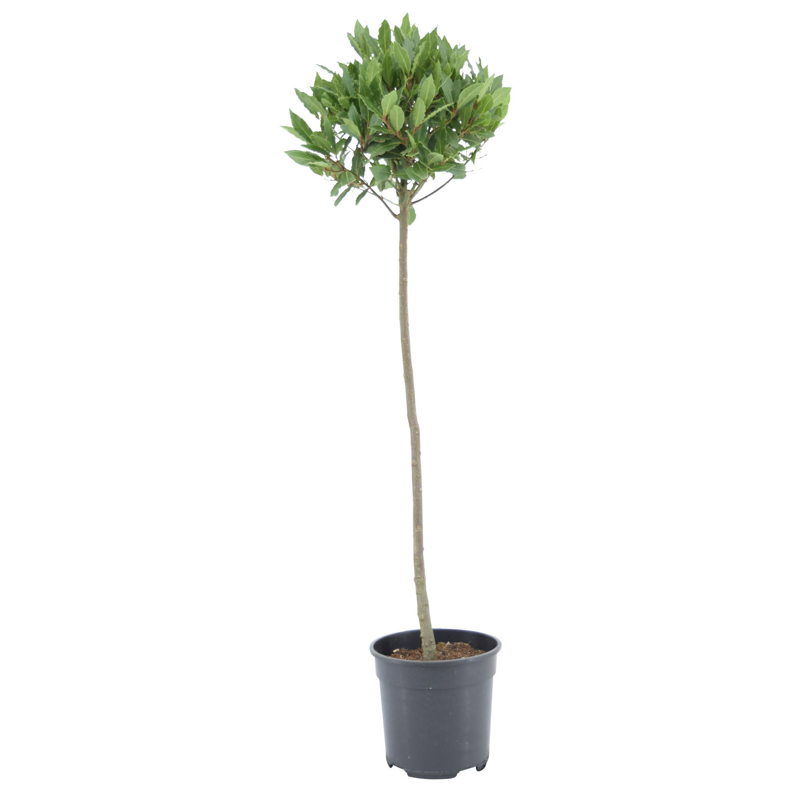 Lauko augalas lauramedis, Ø 20, 100 cm, lot. LAURUS NOBILIS STEM ...