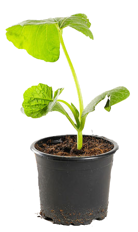 Moliūgų daigas, Ø 10, lot. QUINTALE SEME GIALO - ermitazas.lt