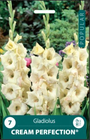 Kardelių svogūnėliai, lot. GLADIOLUS CREAM PERFECTION, 7 vnt ...