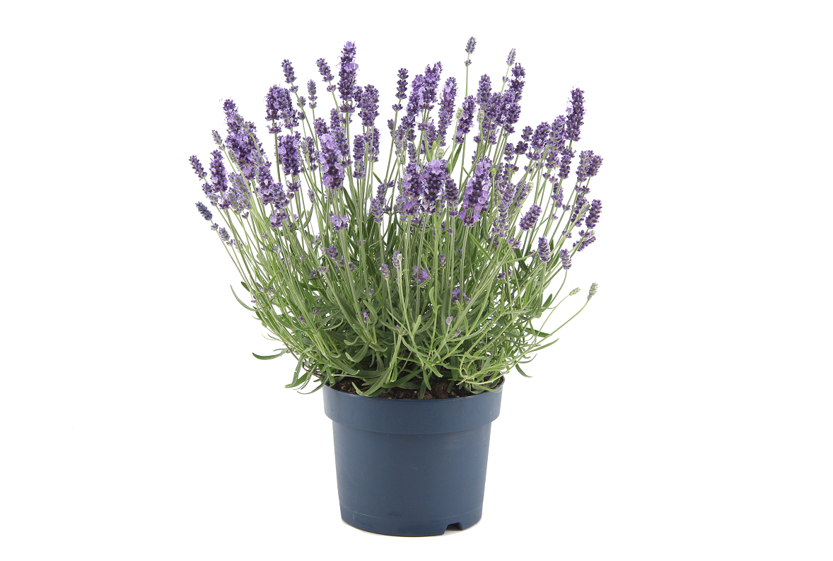 Lauko augalas levanda, daugiametis, Ø 17, 30 cm, lot. Lavandula sto ...