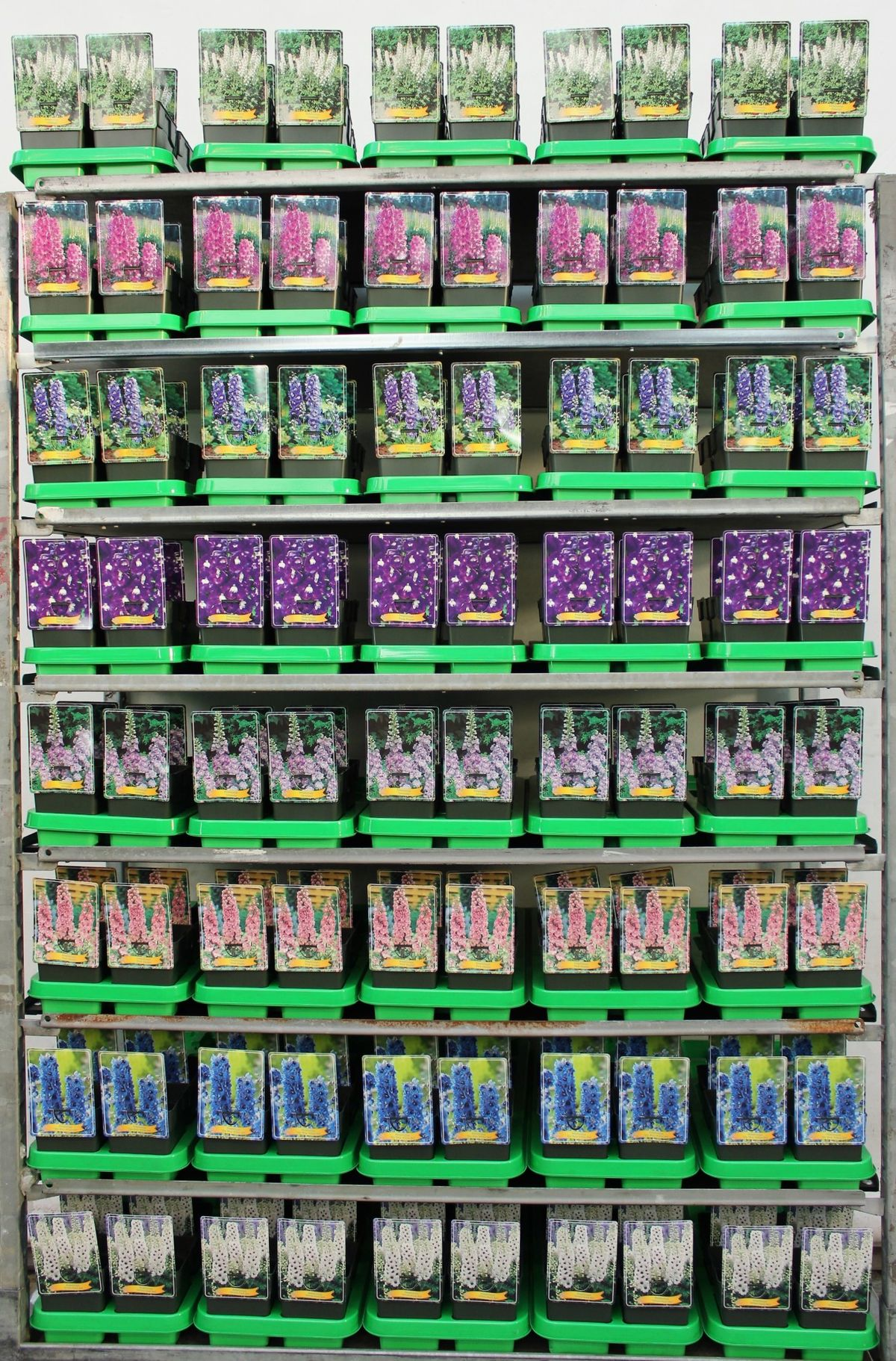 Lauko augalas pentinius, Ø 11, 25 - 30 cm, lot. DELPHINIUM - ermitazas.lt