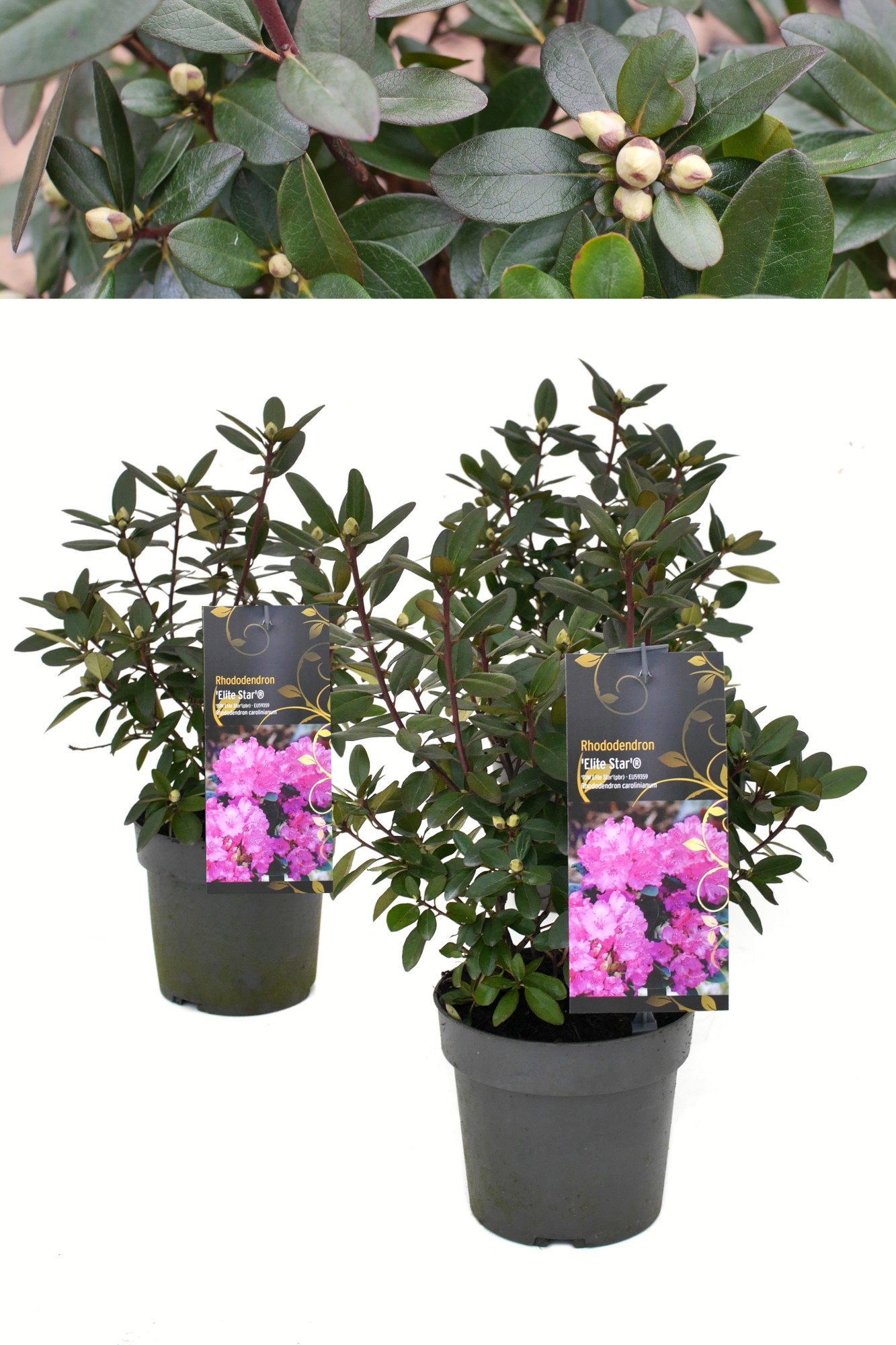 Lauko augalas rododendras, Ø 15, 30 - 40 cm, lot. Rhododendron carolin ...