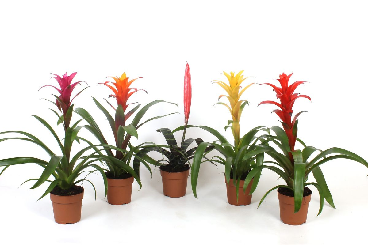 Vazoninis augalas bromelija, Ø 12, 40 cm, lot. BROMELIA - ermitazas.lt