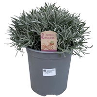 Lauko augalas levanda, Ø 18, 35 cm, lot. LAVANDULA STOECHAS - ermitazas.lt