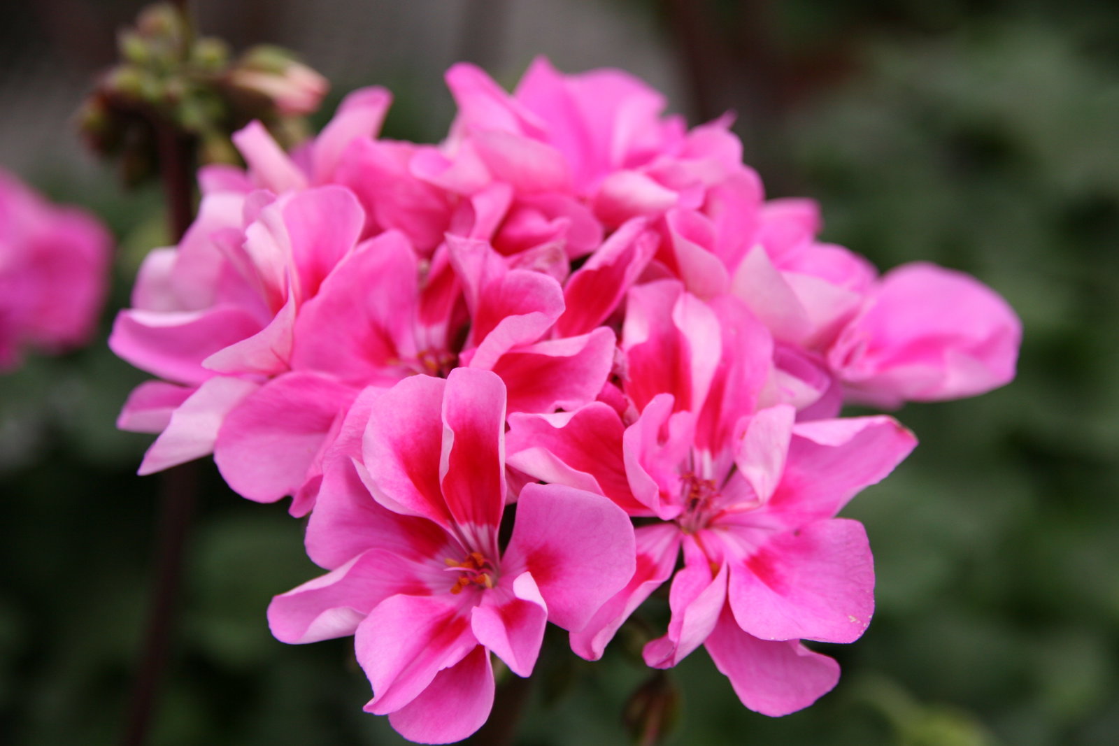 Lauko augalas pelargonija, Ø 10.5, 30 cm, lot. Pelargonium zon. mix ...