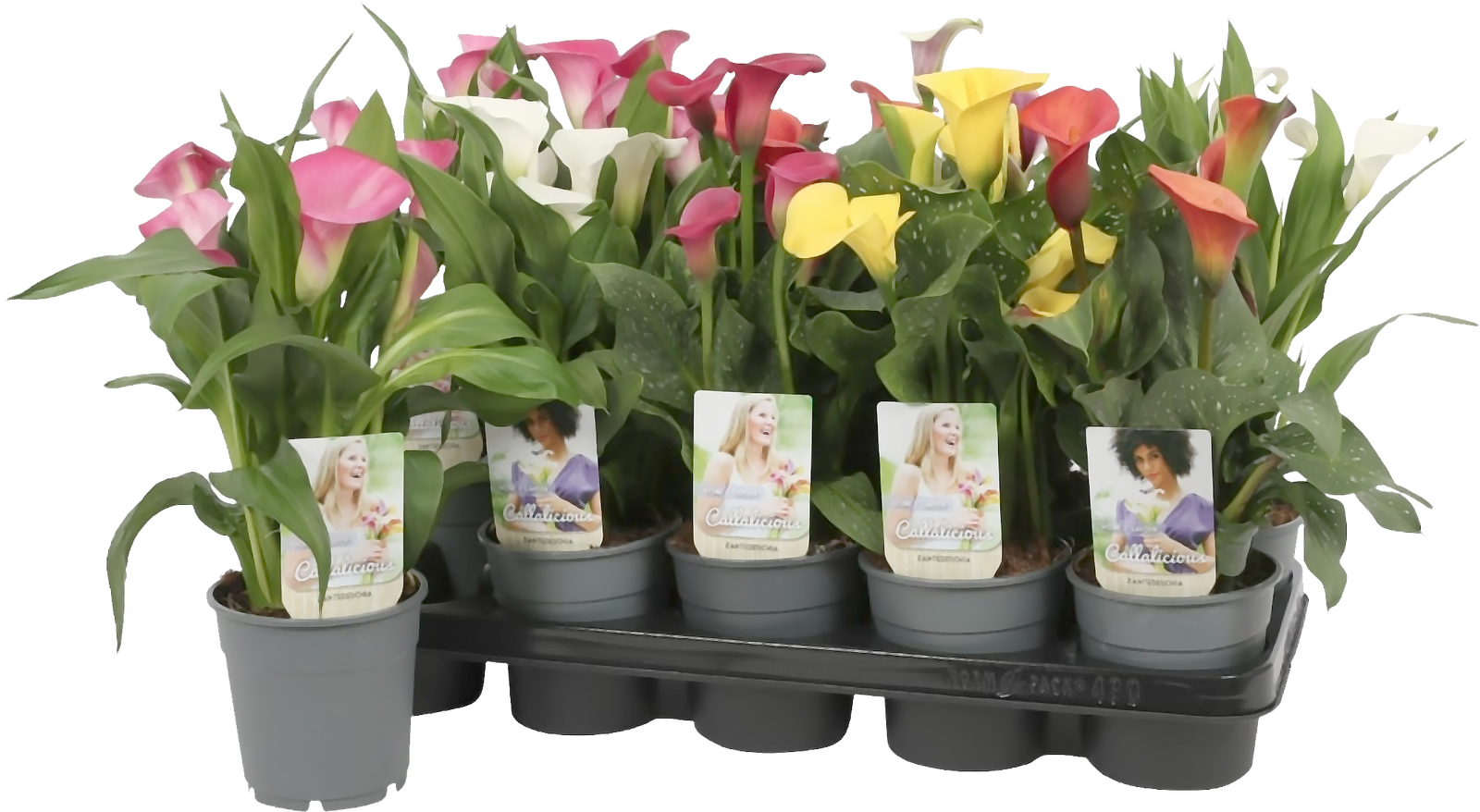 Vazoninis augalas kalija, Ø 12, 40 cm, lot. ZANTEDESCHIA - ermitazas.lt