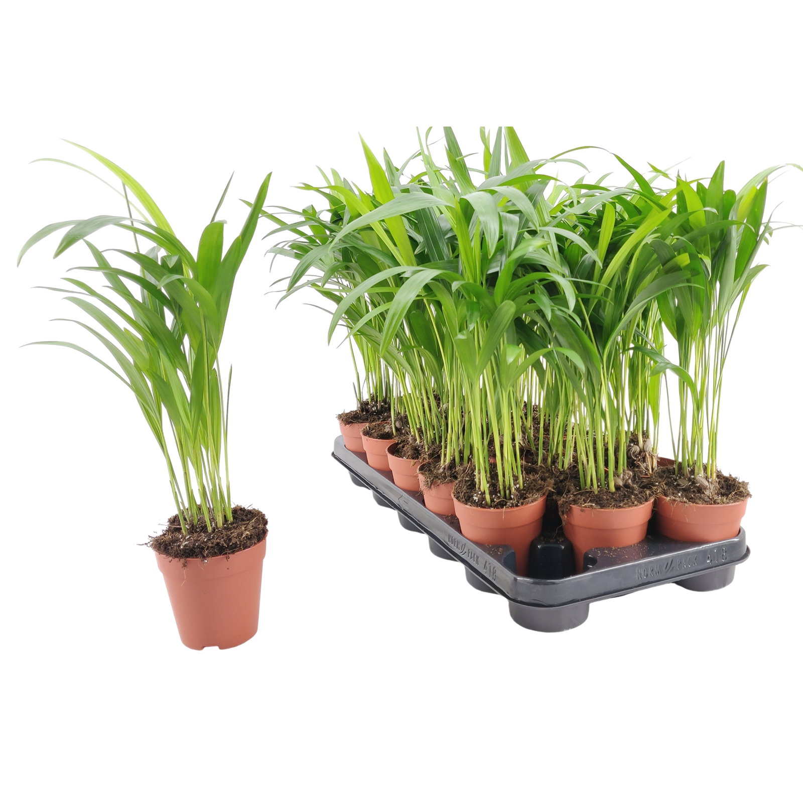 Vazoninis augalas dipsis, Ø 7, 40 cm, lot. DYPSIS LUTESCENS - ermitazas.lt