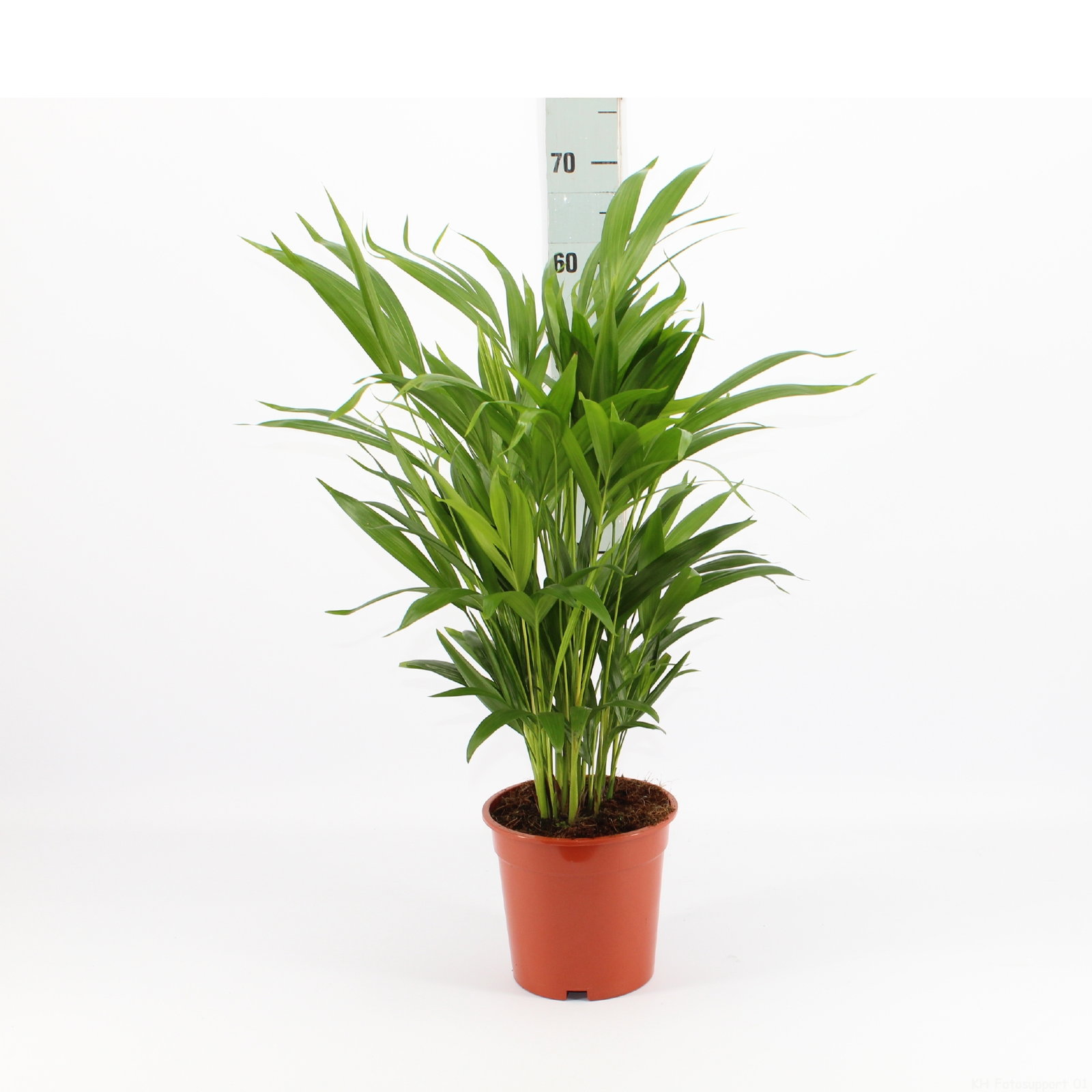 Vazoninis augalas dipsis, Ø 17, 70 cm, lot. DYPSIS LUTESCENS - ermitazas.lt