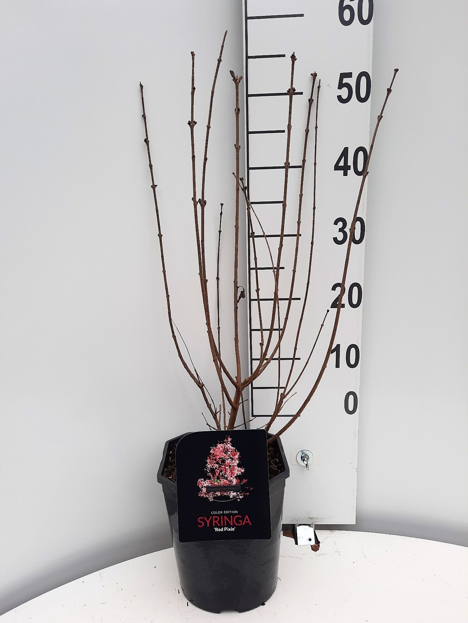 Lauko augalas Alyva, daugiametis, Ø 21, 70 cm, lot. Syringa Red Pixie - ermitazas.lt