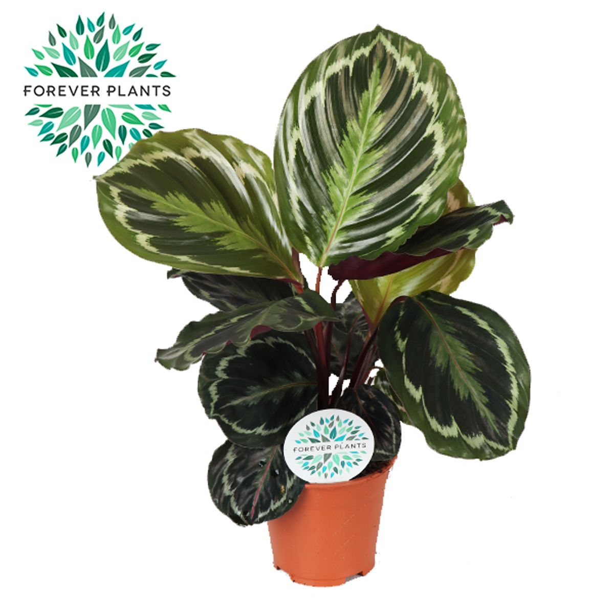 Vazoninis augalas kalatėja, Ø 14, 45 cm, lot. CALATHEA MEDALLION ...