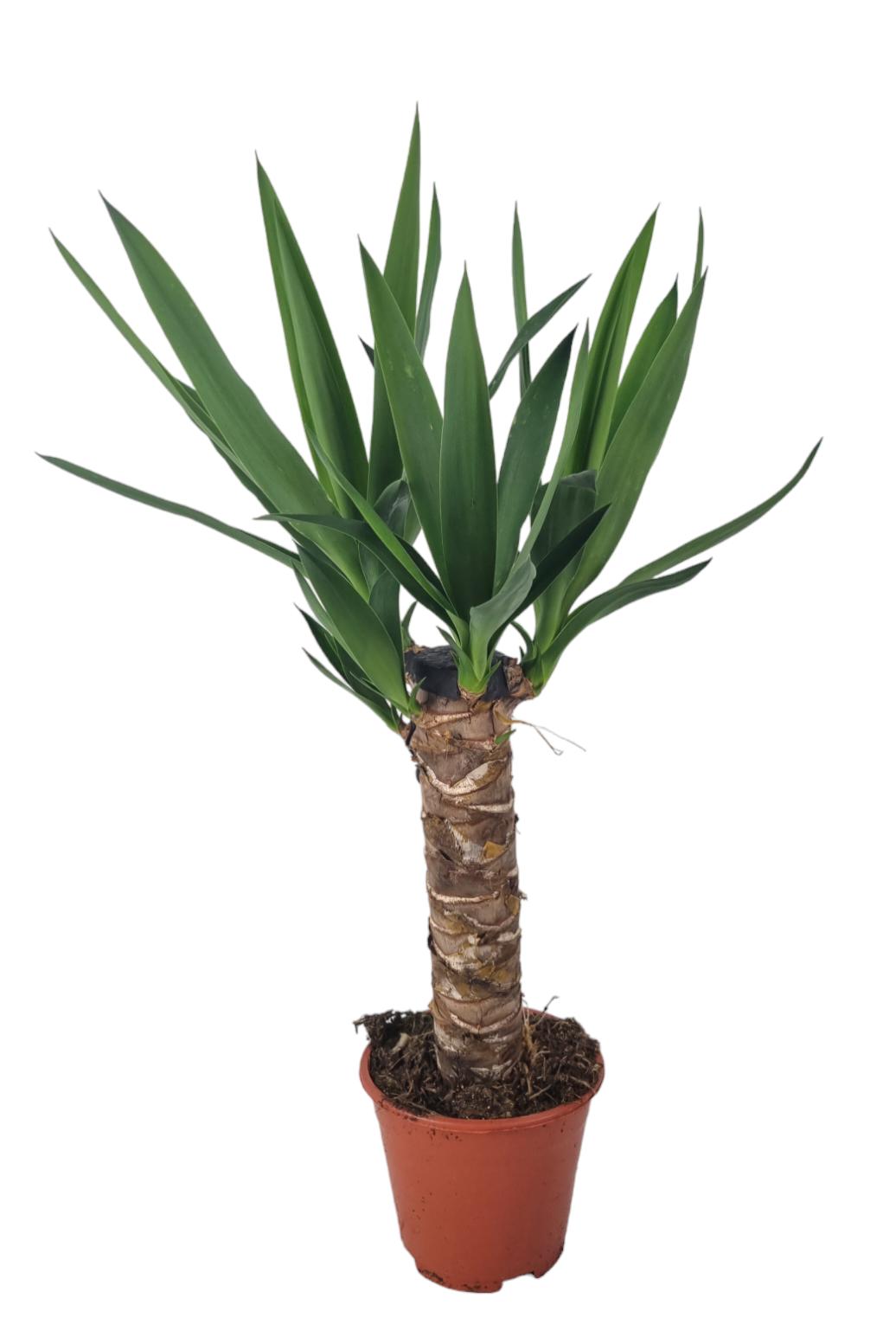 Vazoninis augalas juka, Ø 14, 60 cm, lot. YUCCA - ermitazas.lt