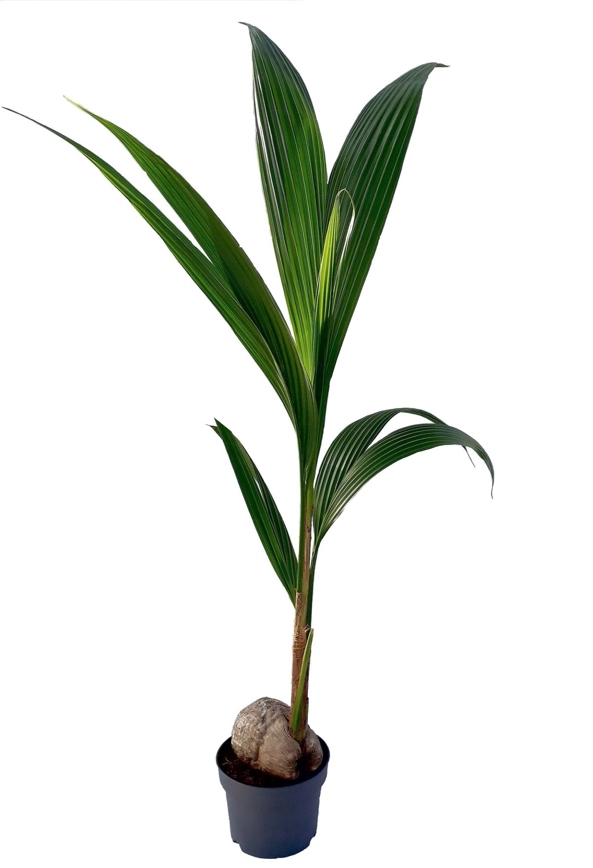 Vazoninis augalas kokosas, Ø 19, 140 cm, lot. COCOS - ermitazas.lt