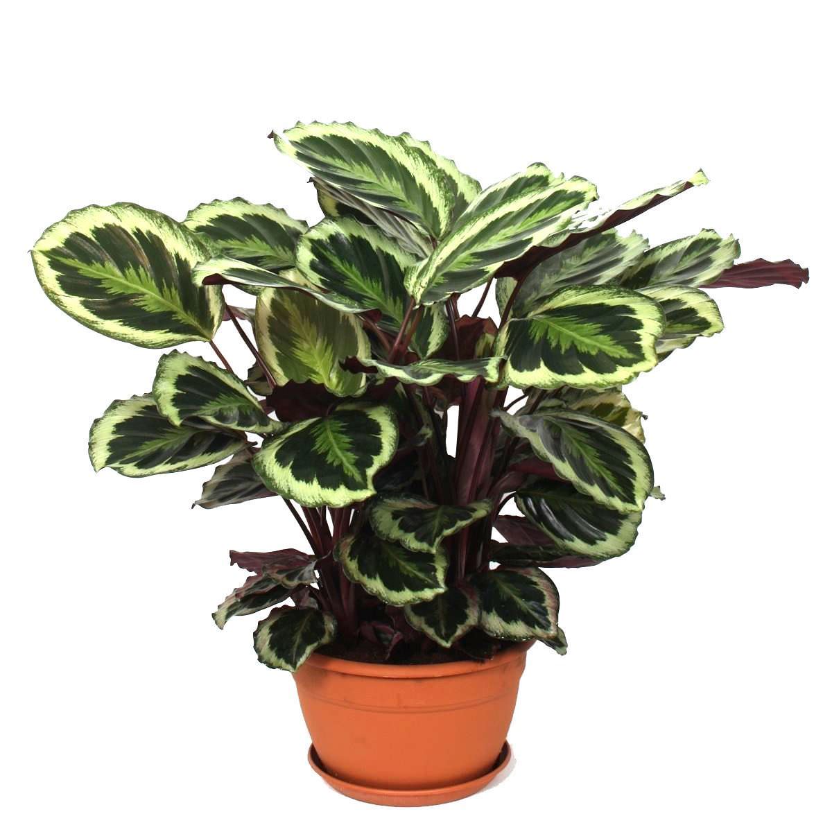 Vazoninis augalas kalatėja, vazone, Ø 15, 30 cm, lot. CALATHEA MIX ...