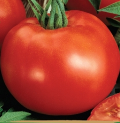 Pomidoro daigas BOBCAT - ermitazas.lt