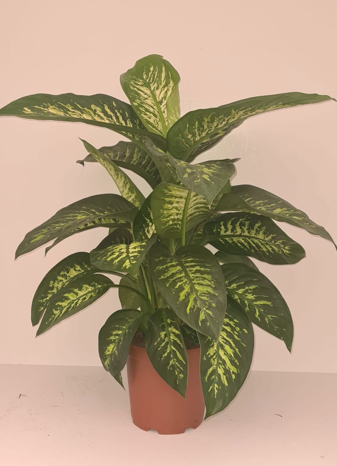 Vazoninis augalas difenbachija, Ø 24, 65 cm, lot. DIEFFENBACHIA REEVA ...