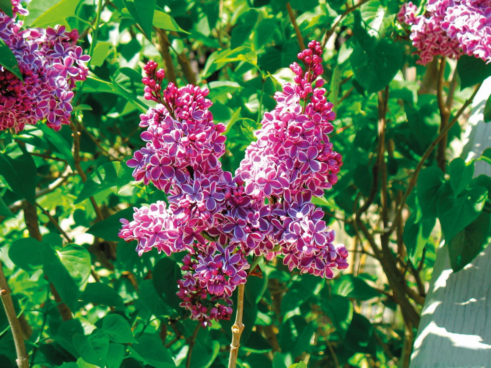 Lauko augalas alyva, Ø 19, 75cm, lot. SYRINGA - ermitazas.lt