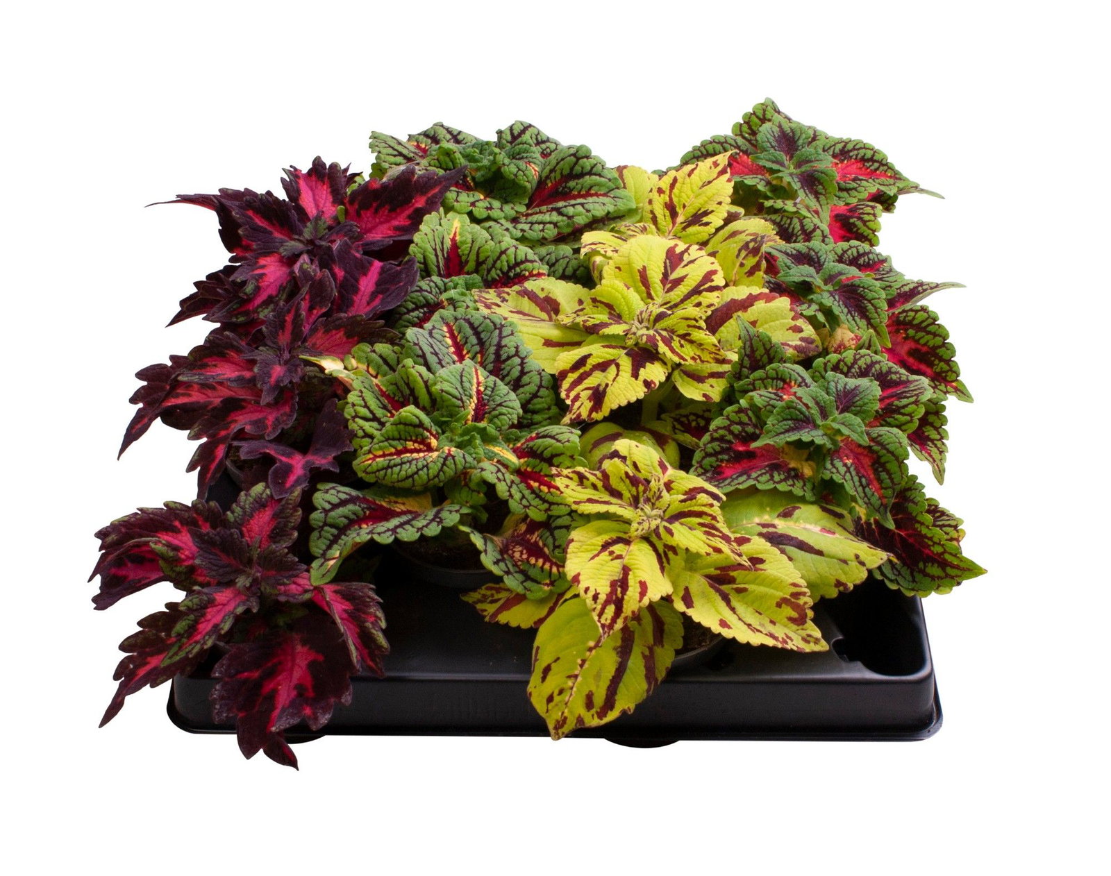 Lauko augalas margenis, Ø 6, 10 cm, lot. Coleus - ermitazas.lt