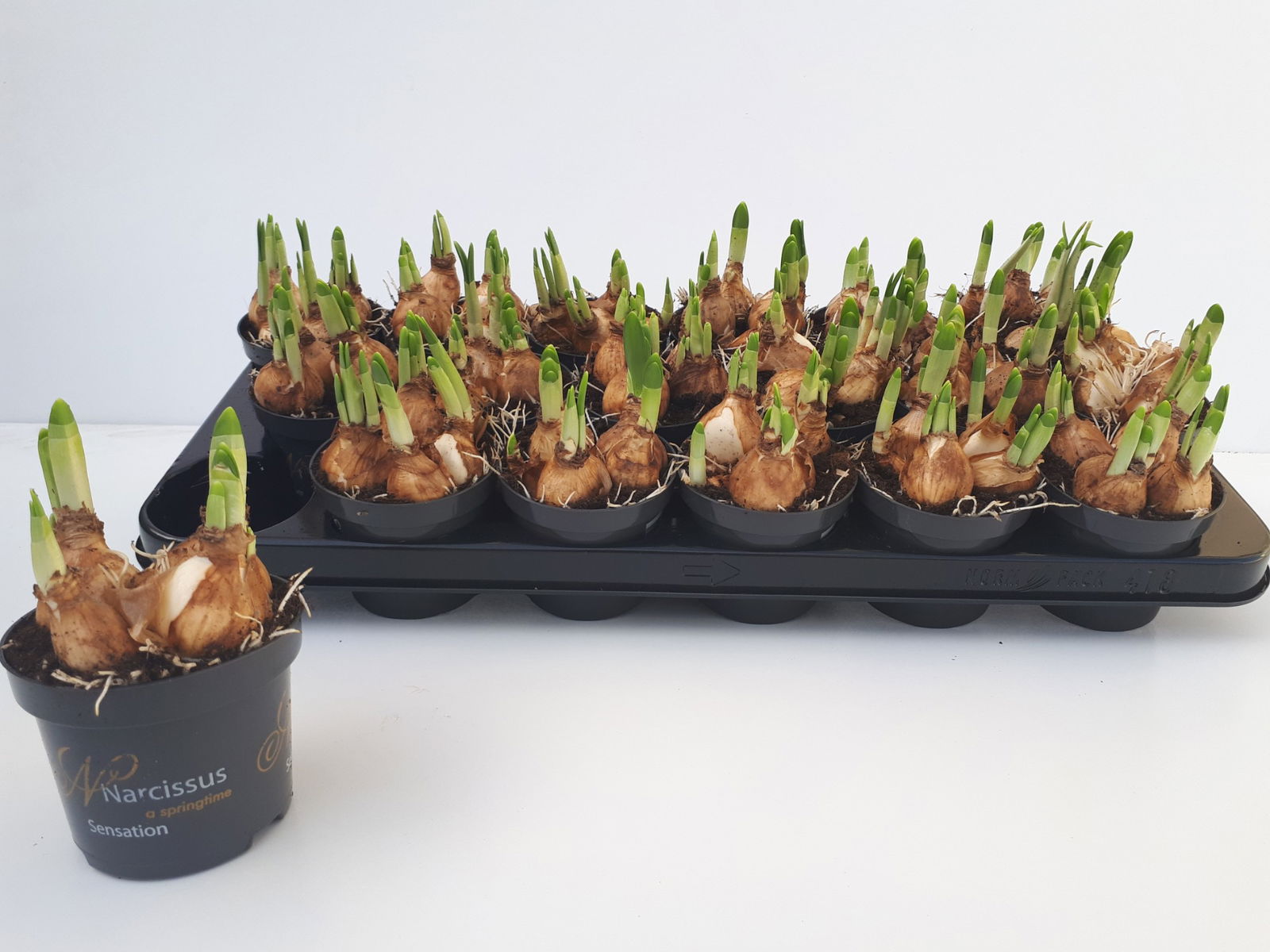 Vazoninė gėlė narcizas, Ø 9 cm, lot. NARCISSUS TETE A TETE - ermitazas.lt