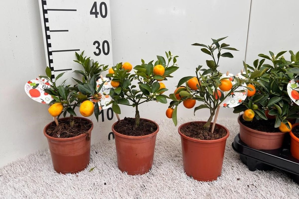 Vazoninis augalas citrinmedis, Ø 12, 30 - 35 cm lot. CITRUS - ermitazas.lt