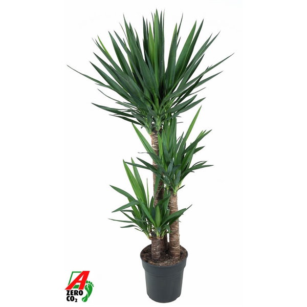 Vazoninis augalas juka, Ø27, 140 cm, lot. YUCCA - ermitazas.lt