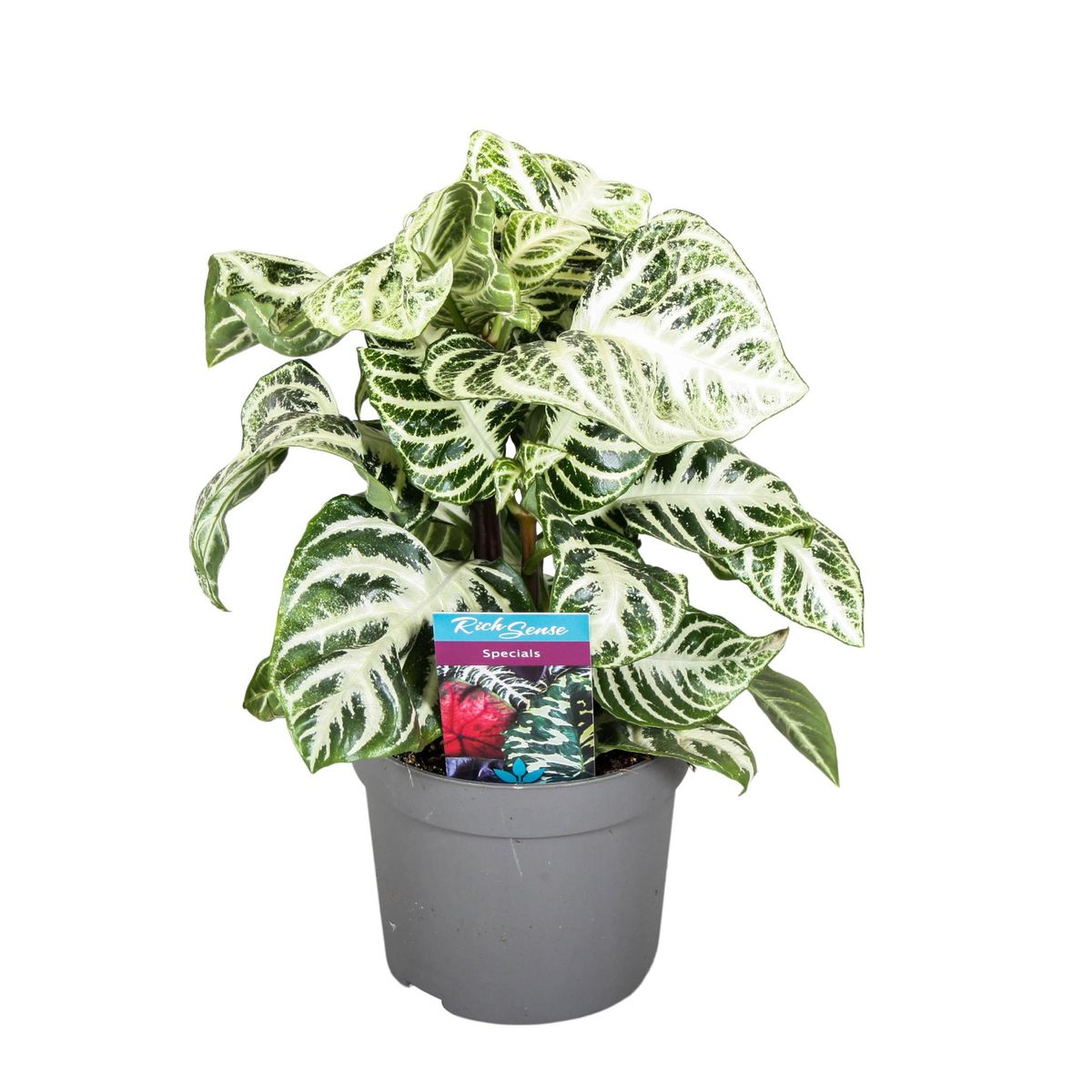 Vazoninis augalas afelandra, Ø13, 25 -35 cm, lot. APHELANDRA CURLY ...