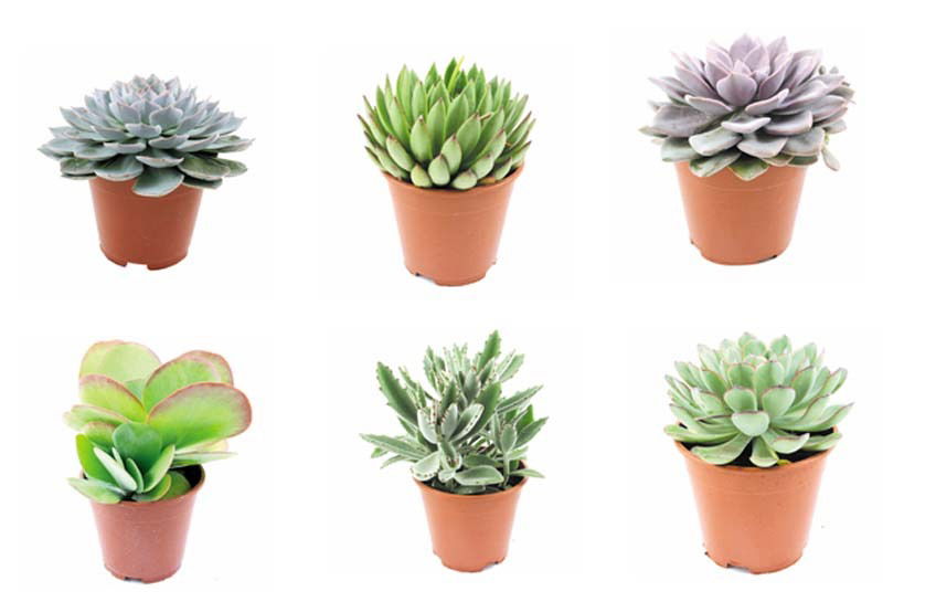 Vazoninis augalas sukulentas, Ø 5,5, 10 cm, lot. SUCCULENTUS - ermitazas.lt