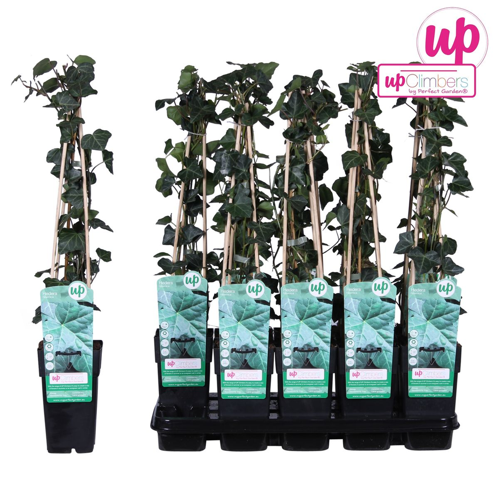 Vazoninis augalas gebenė, Ø 15, 65 - 70 cm, lot. HEDERA HIBERNICA ...