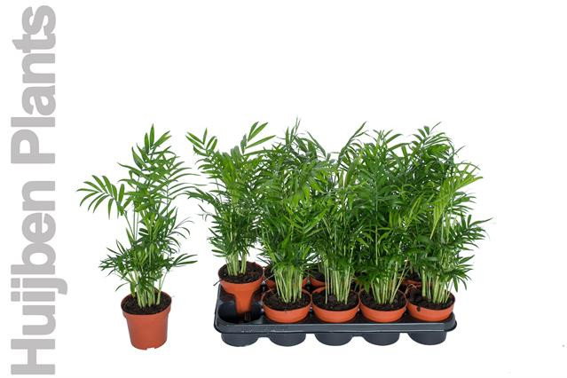 Vazoninis augalas palmė, Ø 12, 50 cm, lot. CHAMAEDOREA ELEGANS ...