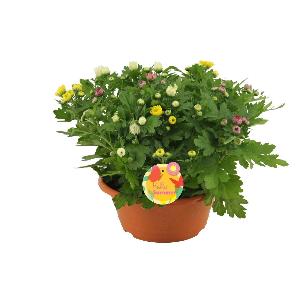 Lauko augalas chrizantema, Ø 12, 25 cm, lot. CHRYSANTHEMUM MIX IN POT ...