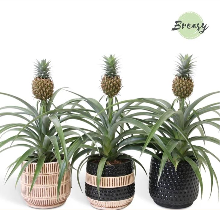 Vazoninis augalas ananasas, Ø 12, 35 cm, lot. ANANAS CERAMIC - ermitazas.lt