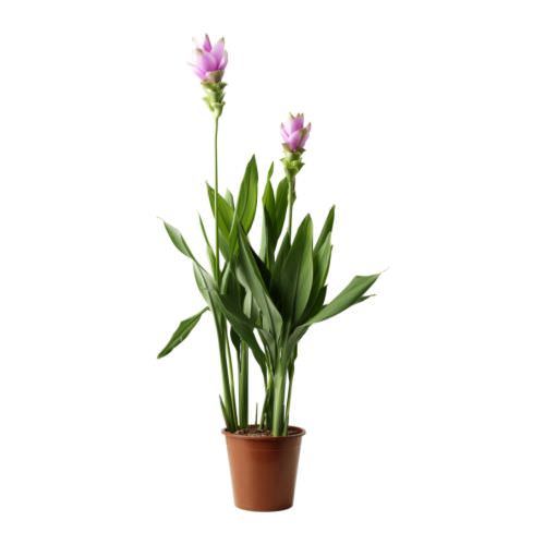 Vazoninis augalas siamo tulpė, Ø 14, 45 cm, lot. CURCUMA SPLASH ...