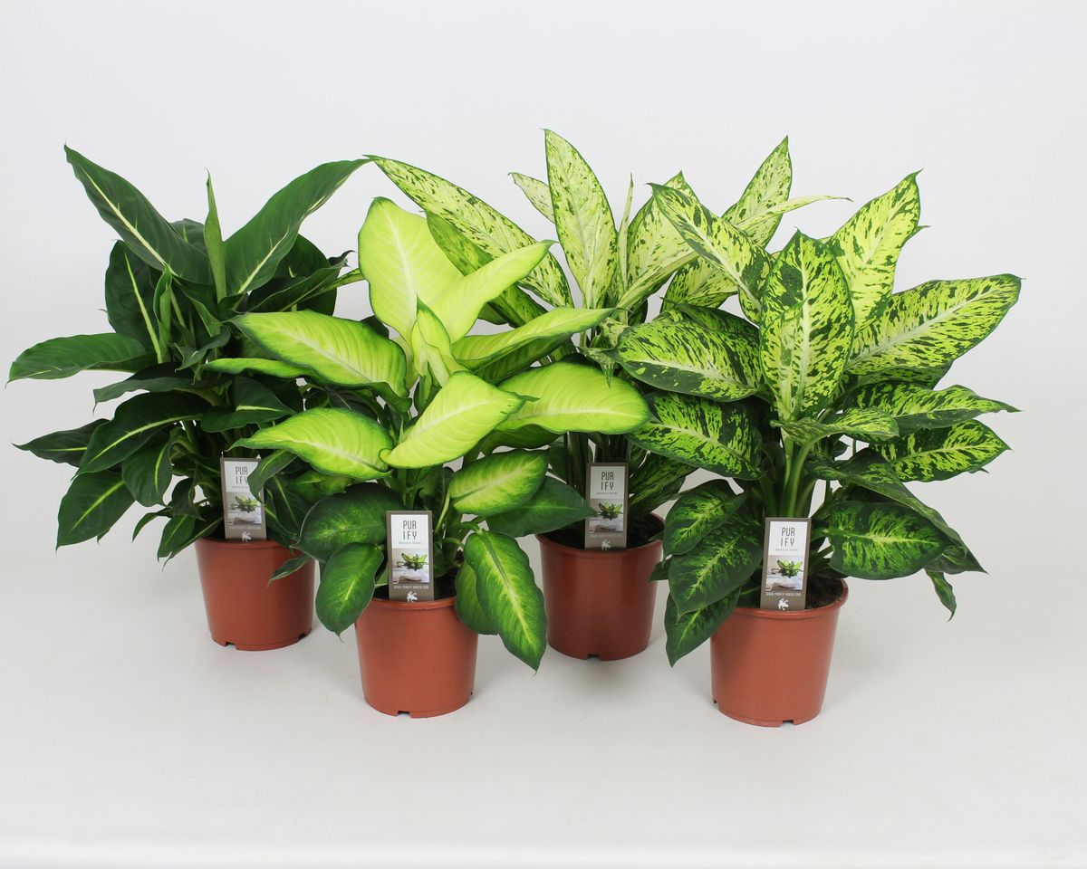 Vazoninis augalas difenbachija, Ø 17, 60 cm, lot. DIEFFENBACHIA ...