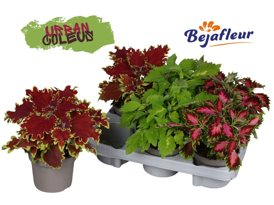 Lauko augalas margenis, Ø 12, 30 cm, lot. Coleus - ermitazas.lt