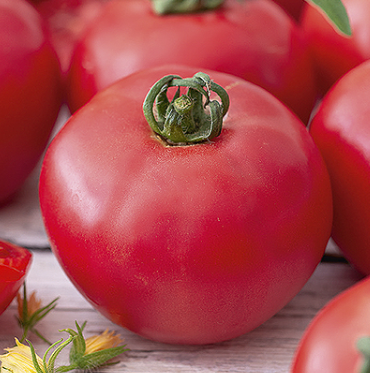 Avietinio pomidoro daigas MAMIRIO - ermitazas.lt