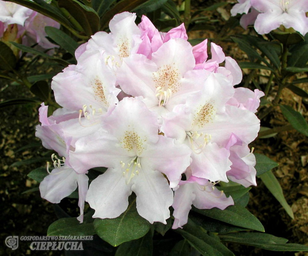 Lauko augalas rododendras, Ø 22, 50 cm, lot. Rhododendron Hoppy ...