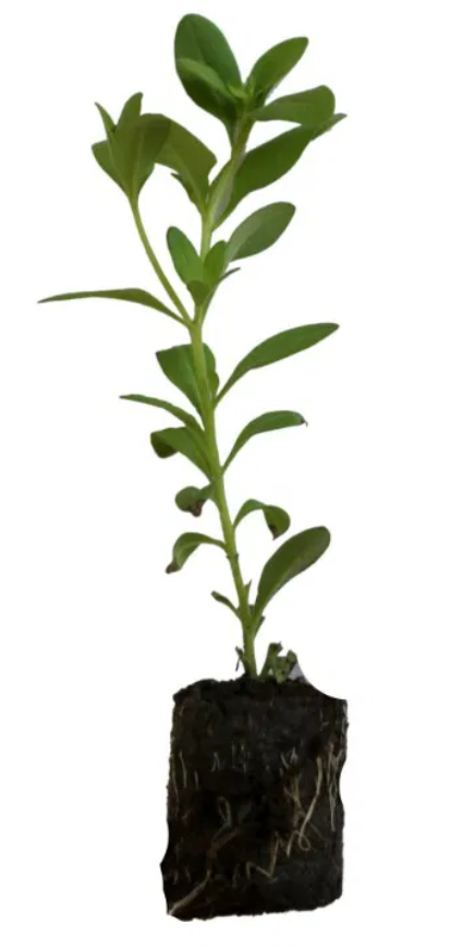 Gėlės daigas TRIO - ermitazas.lt