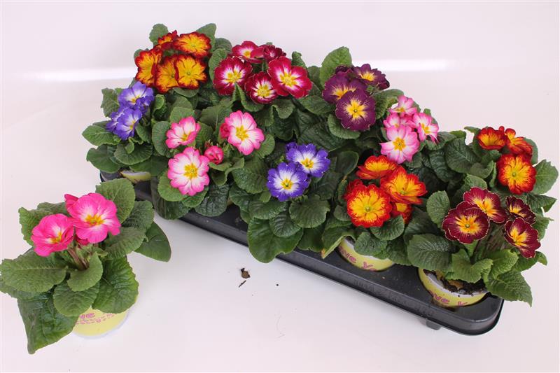 Vazoninis augalas raktažolė, Ø 11, 15 cm, lot. PRIMULA Specials mix ...