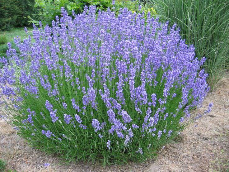 Lauko augalas levanda, daugiametis, Ø 12, 25 cm, lot. Lavandula ang ...