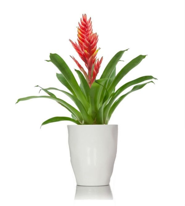 Vazoninis augalas bromelija, Ø 7, 20 cm, lot. BROMELIA CERAMIC ...