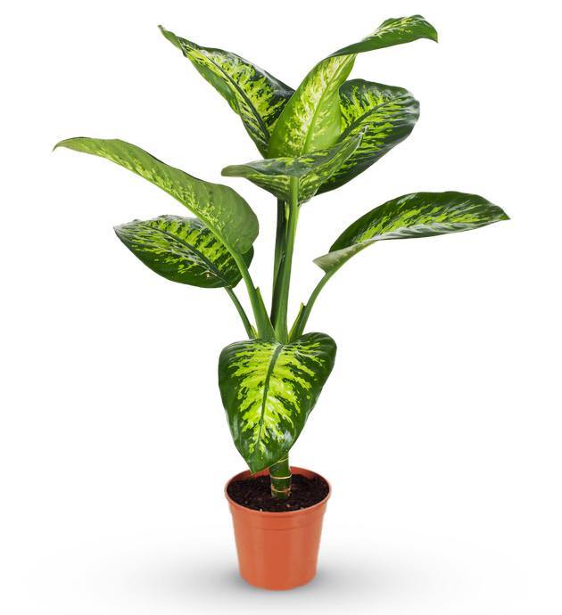 Vazoninis augalas difenbachija, Ø 12, 40 cm, lot. DIEFFENBACHIA ...